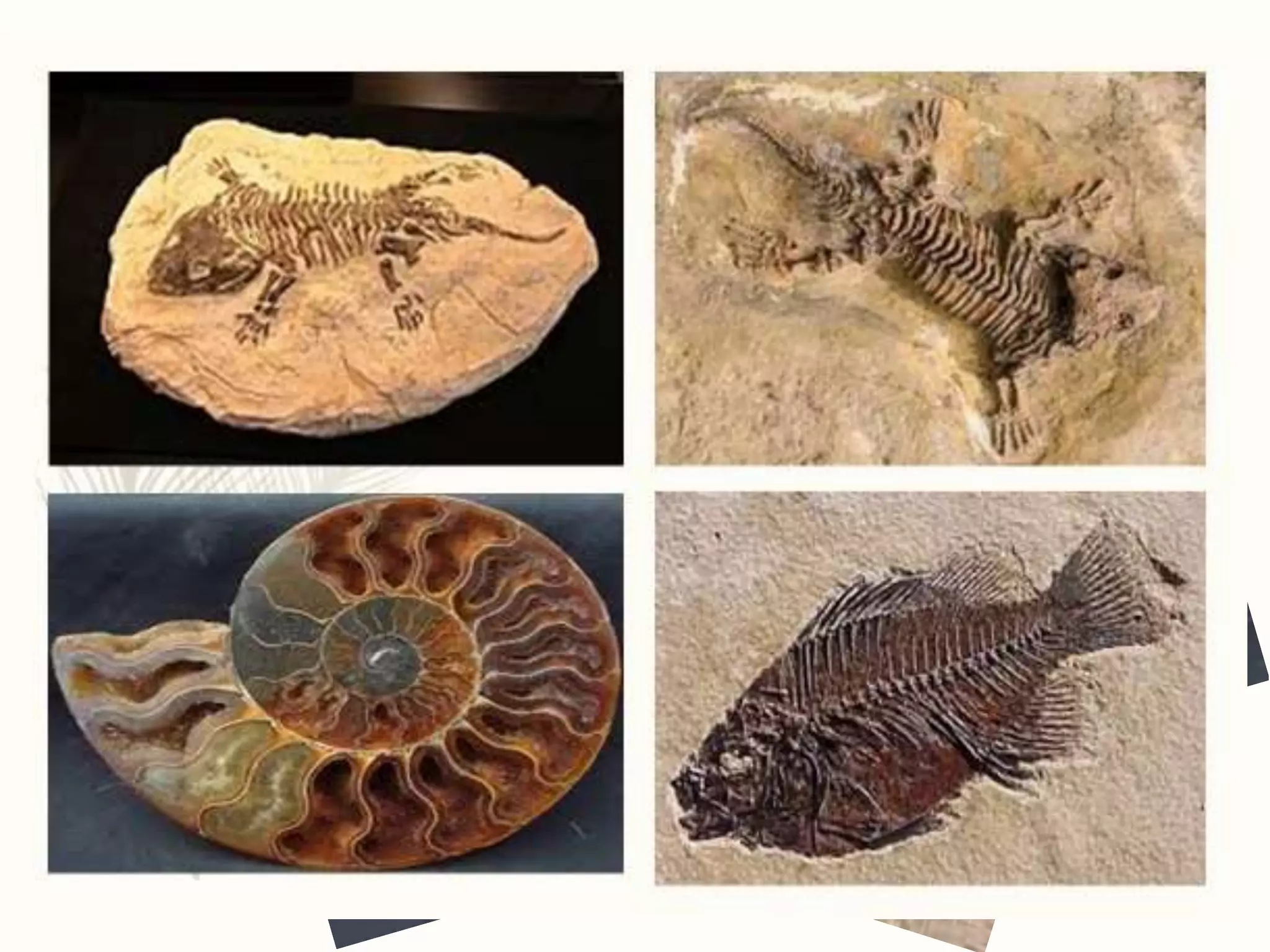 Evidence from fossil records GRADE10 | PPTX