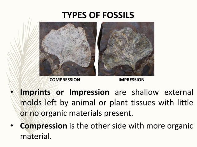 Evidence from fossil records GRADE10 | PPTX | Geology | Science