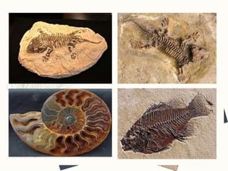 Evidence from fossil records GRADE10 | PPTX