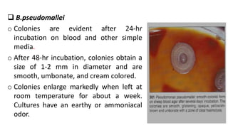 1. presentation on advanced bacteriology genus pseudomonas | PPT