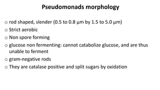 1. presentation on advanced bacteriology genus pseudomonas | PPT