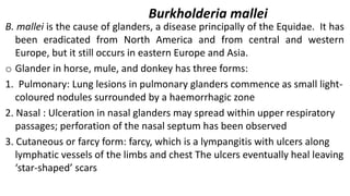 1. presentation on advanced bacteriology genus pseudomonas | PPT