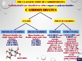 The Nature of Carbohydrates | PPT | Chemistry | Science