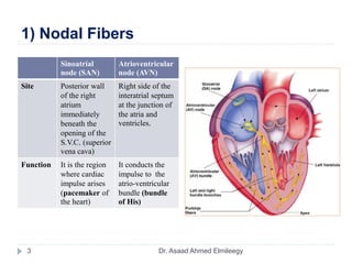 1. cardiac properties (dental) | PPTX