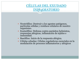 Inflamación aguda | PPT