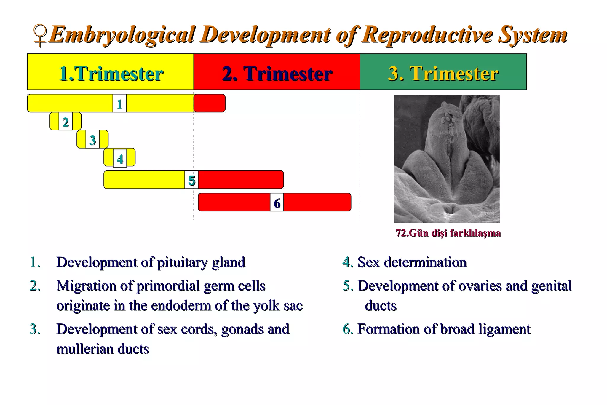Women Life Cycle | PPT