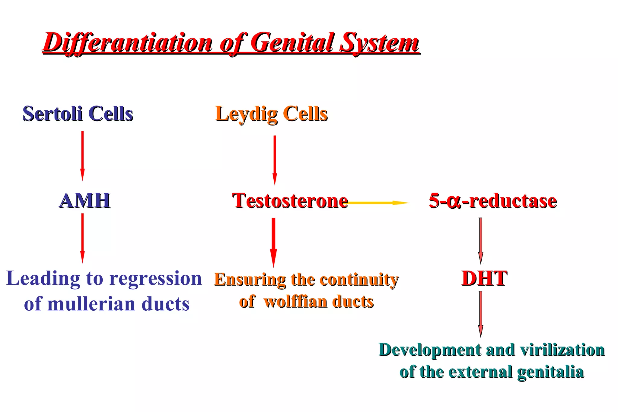 Women Life Cycle | PPT