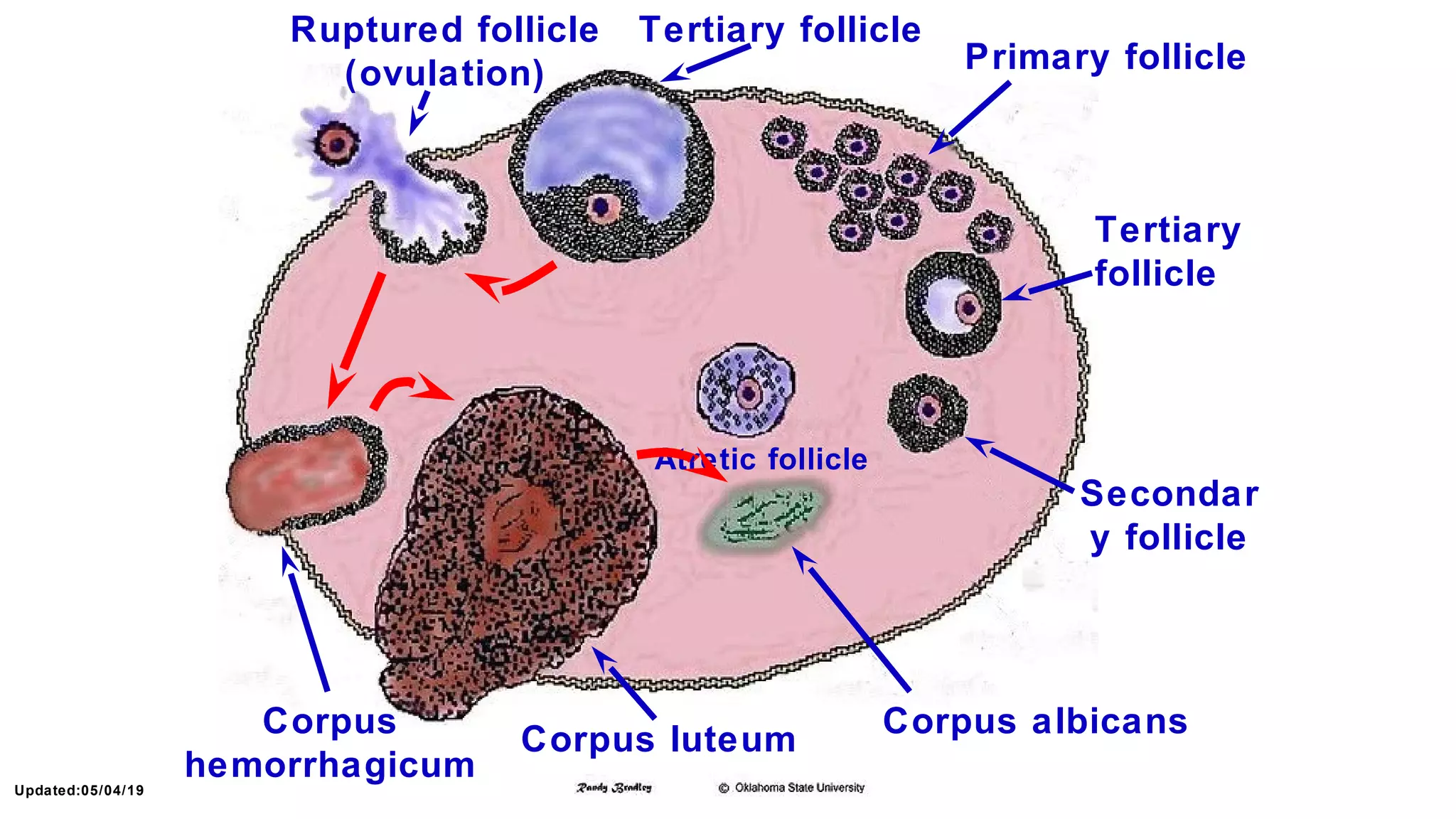 Female Reproductive Tract Anatomy of Domestic Animals | PPT
