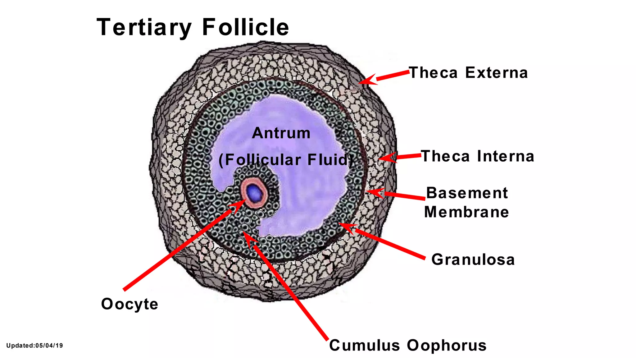 Female Reproductive Tract Anatomy of Domestic Animals | PPT