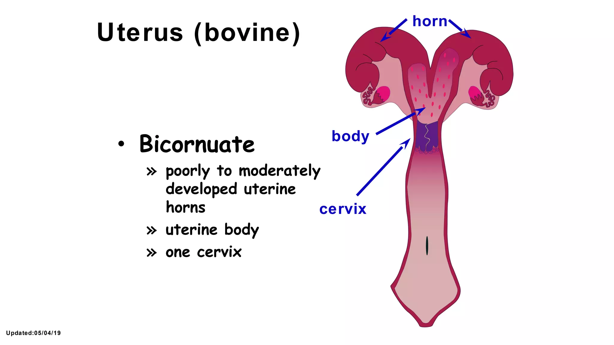 Female Reproductive Tract Anatomy of Domestic Animals | PPT