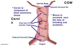 Female Reproductive Tract Anatomy of Domestic Animals | PPT