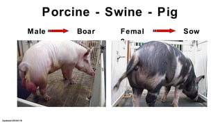 Female Reproductive Tract Anatomy of Domestic Animals | PPT