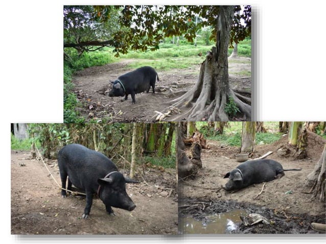 Production Performance and Management Practices of Philippine Native ...