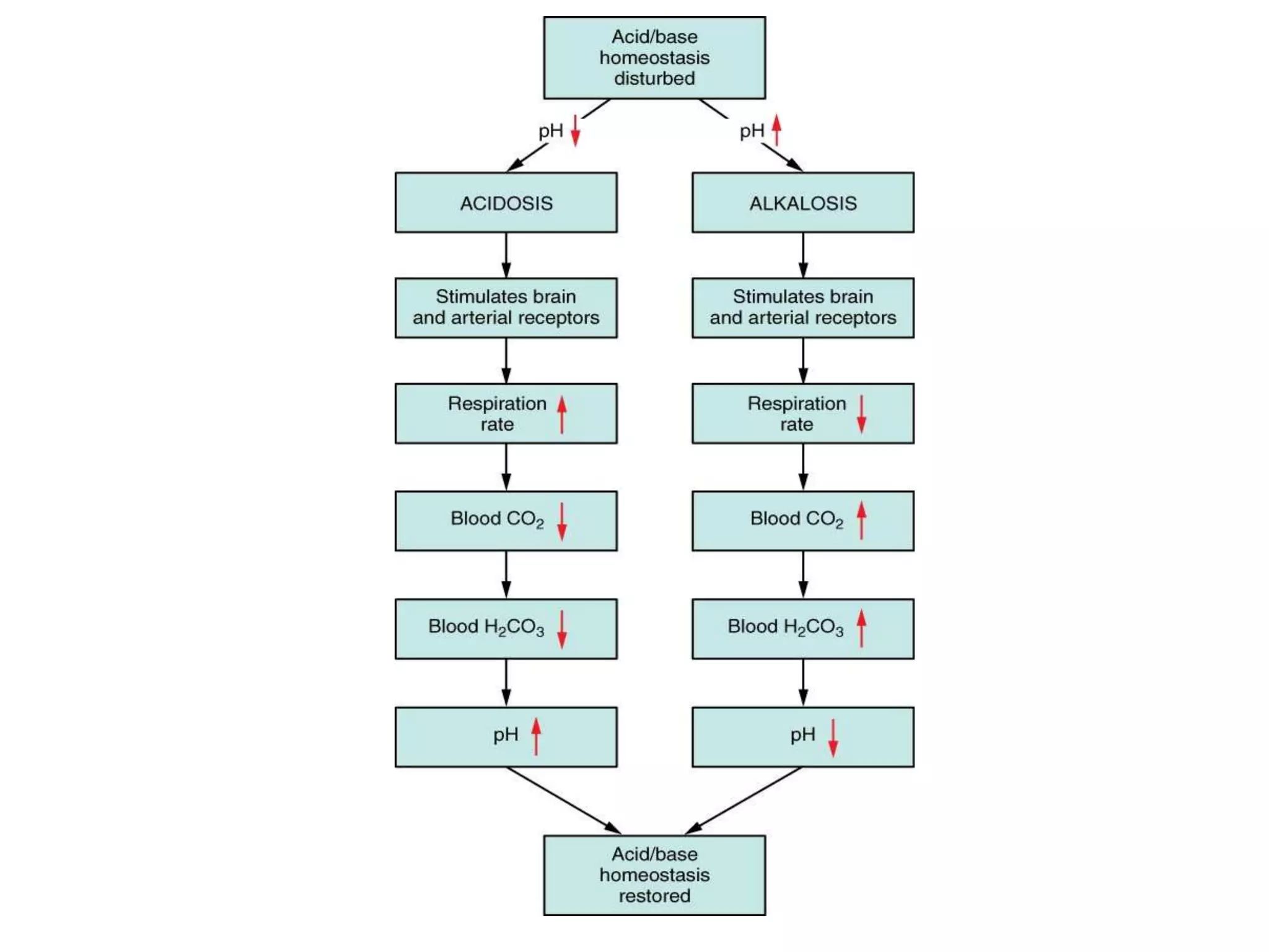 Principles of Acid-Base Imbalance | PPT