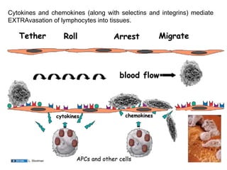 Histology of the Lymphatic System | PPTX
