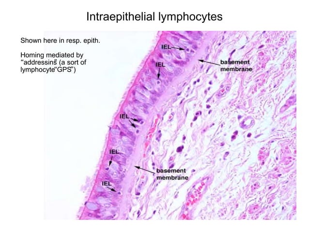 Histology of the Lymphatic System | PPTX