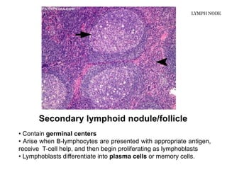 Histology of the Lymphatic System | PPTX