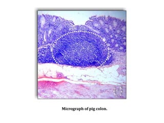 Histology of the Lymphatic System | PPTX