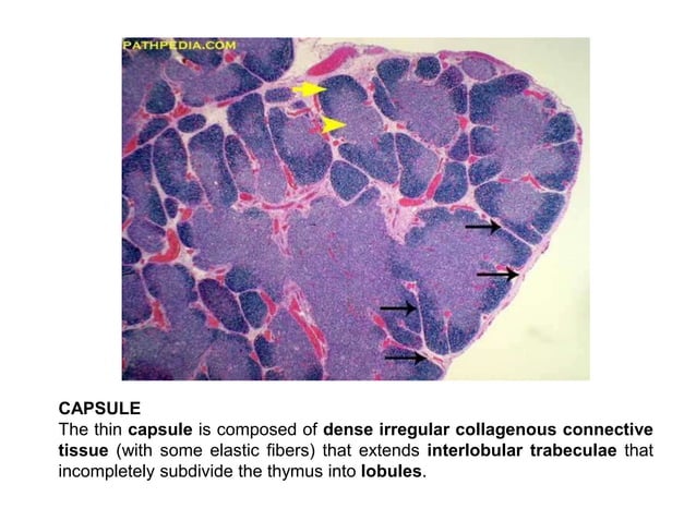 Histology of the Lymphatic System | PPTX