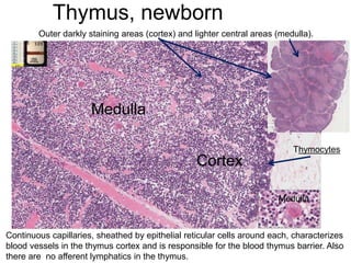 Histology of the Lymphatic System | PPTX