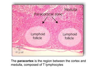 Histology of the Lymphatic System | PPTX