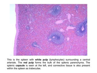 Histology of the Lymphatic System | PPTX