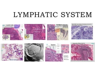 Lymphoid Tissue Histology