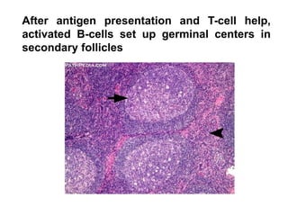Secondary Follicle Lymph Node