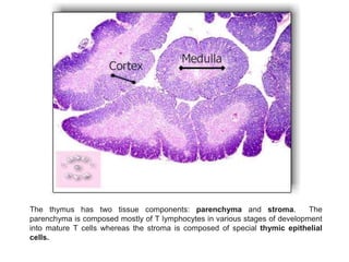 Thymus Gland Slide Labeled