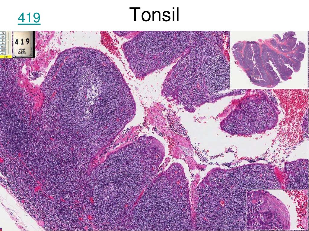 Histology of the Lymphatic System