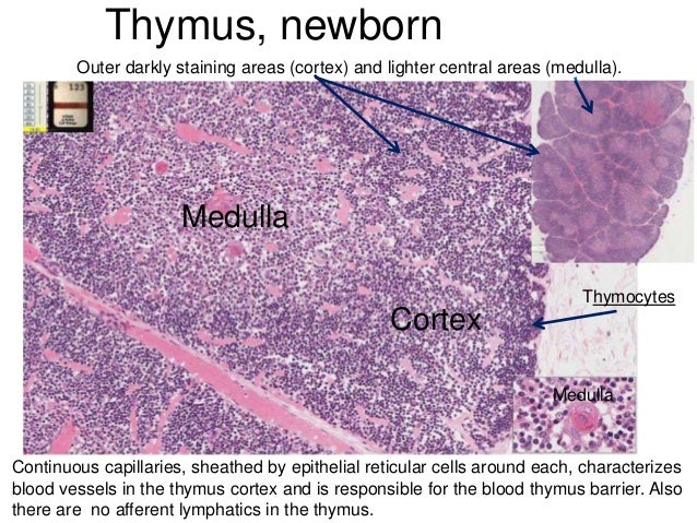 Histology of the Lymphatic System