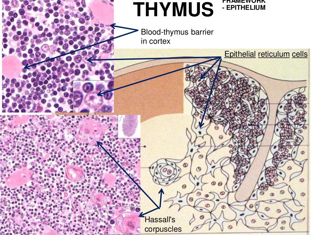Histology of the Lymphatic System