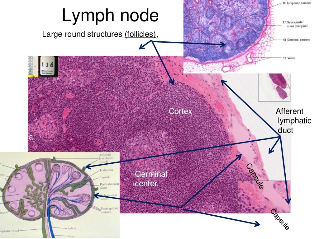Histology of the Lymphatic System
