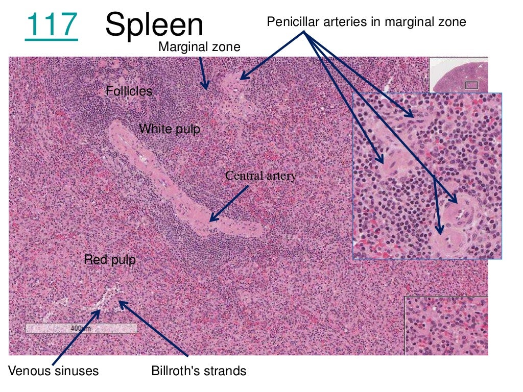 Histology of the Lymphatic System