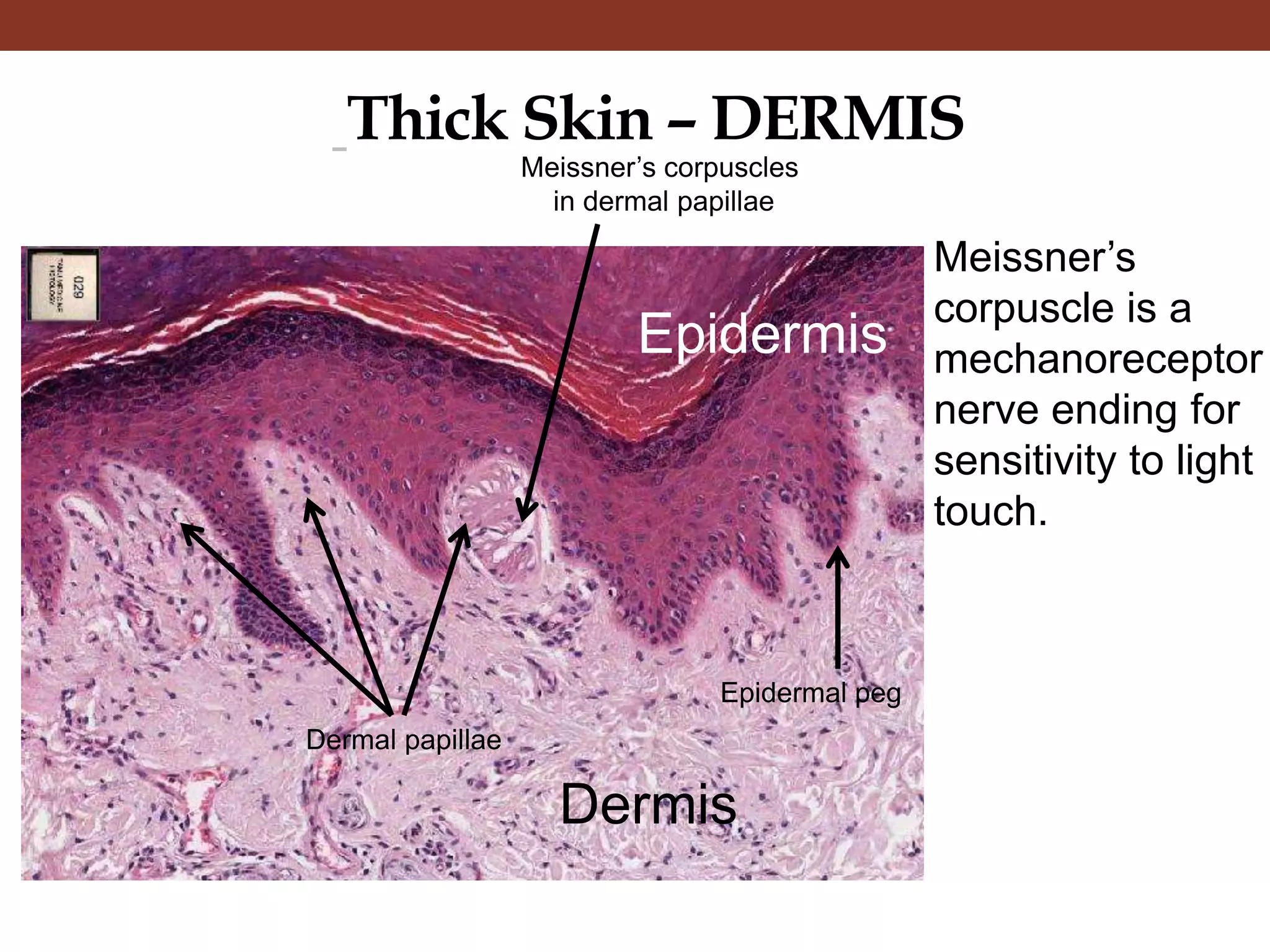Histology of the Integument | PPTX