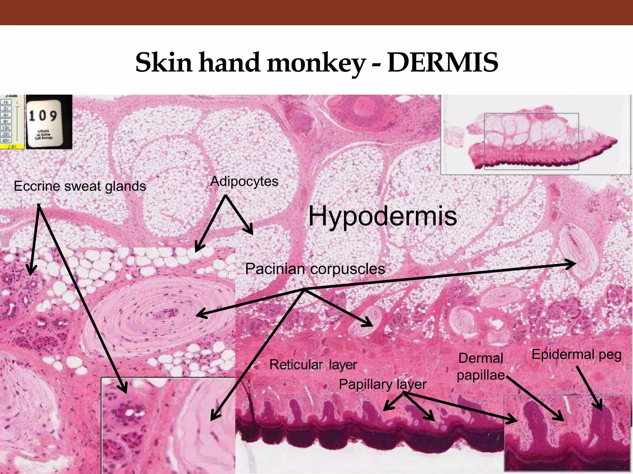Histology of the Integument | PPTX