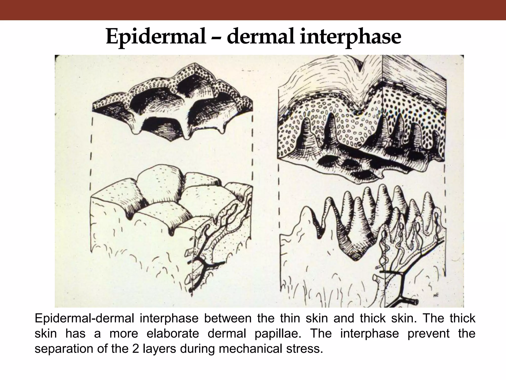 Histology of the Integument | PPTX