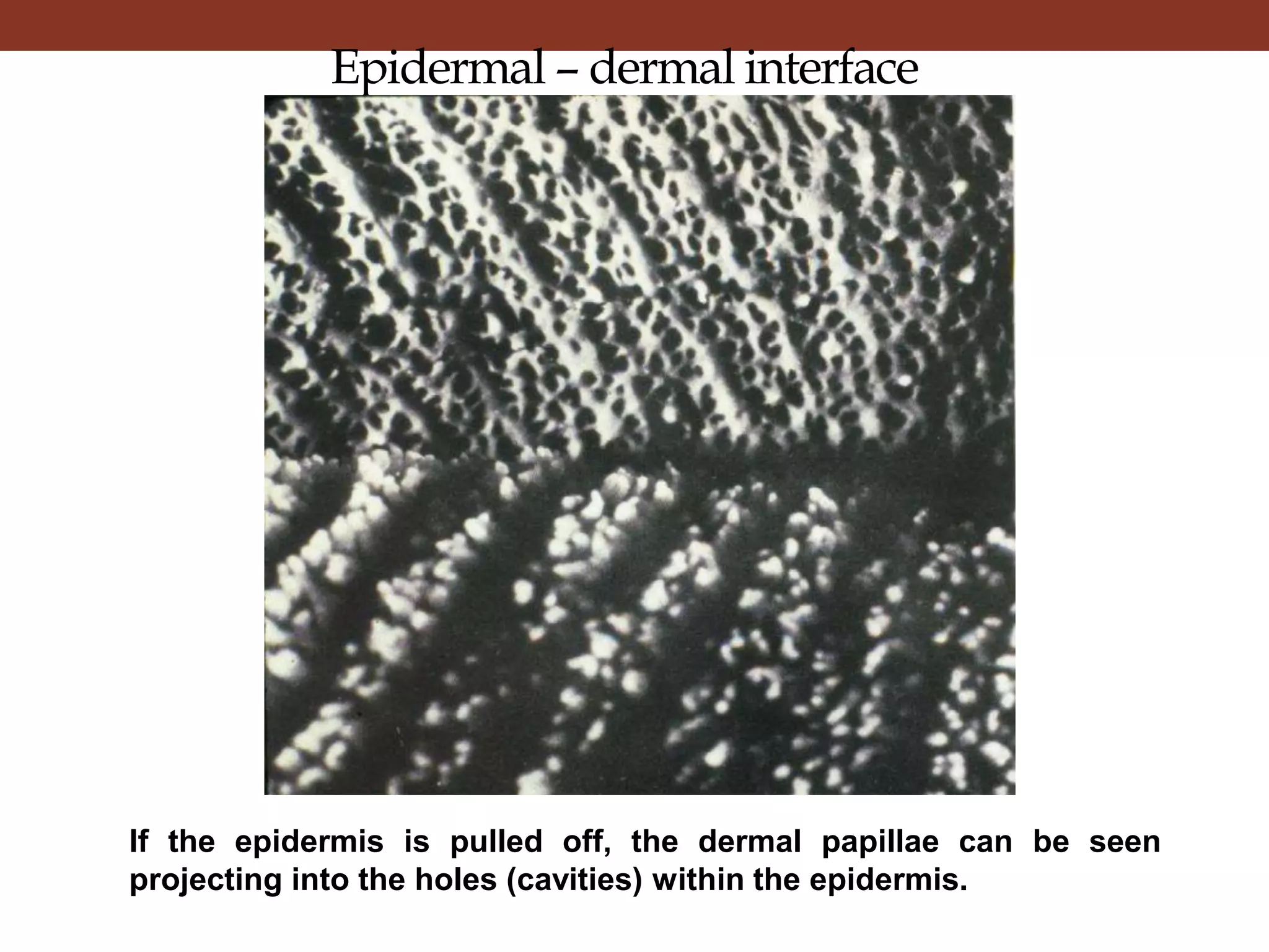 Histology of the Integument | PPTX