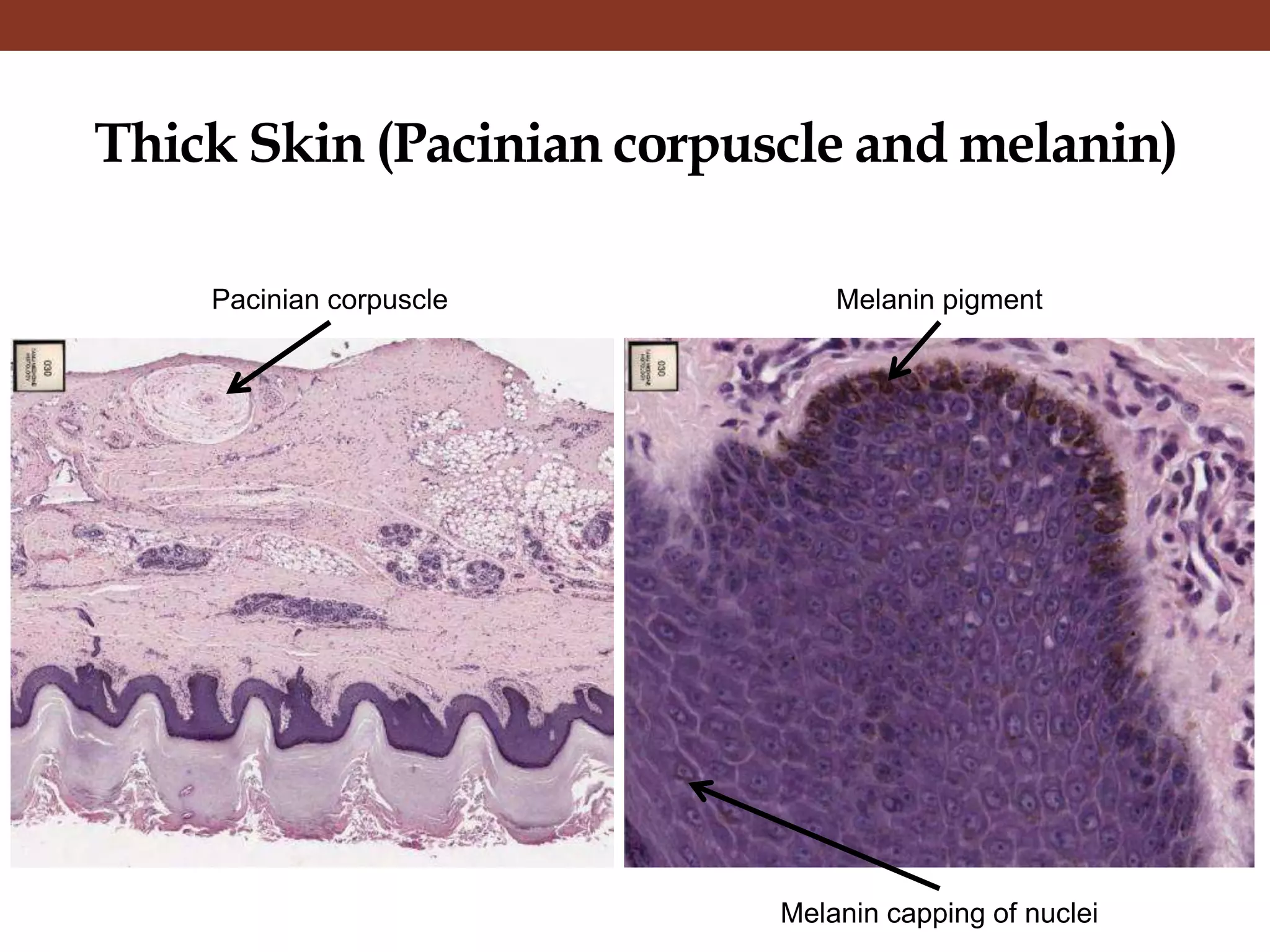 Histology of the Integument | PPTX