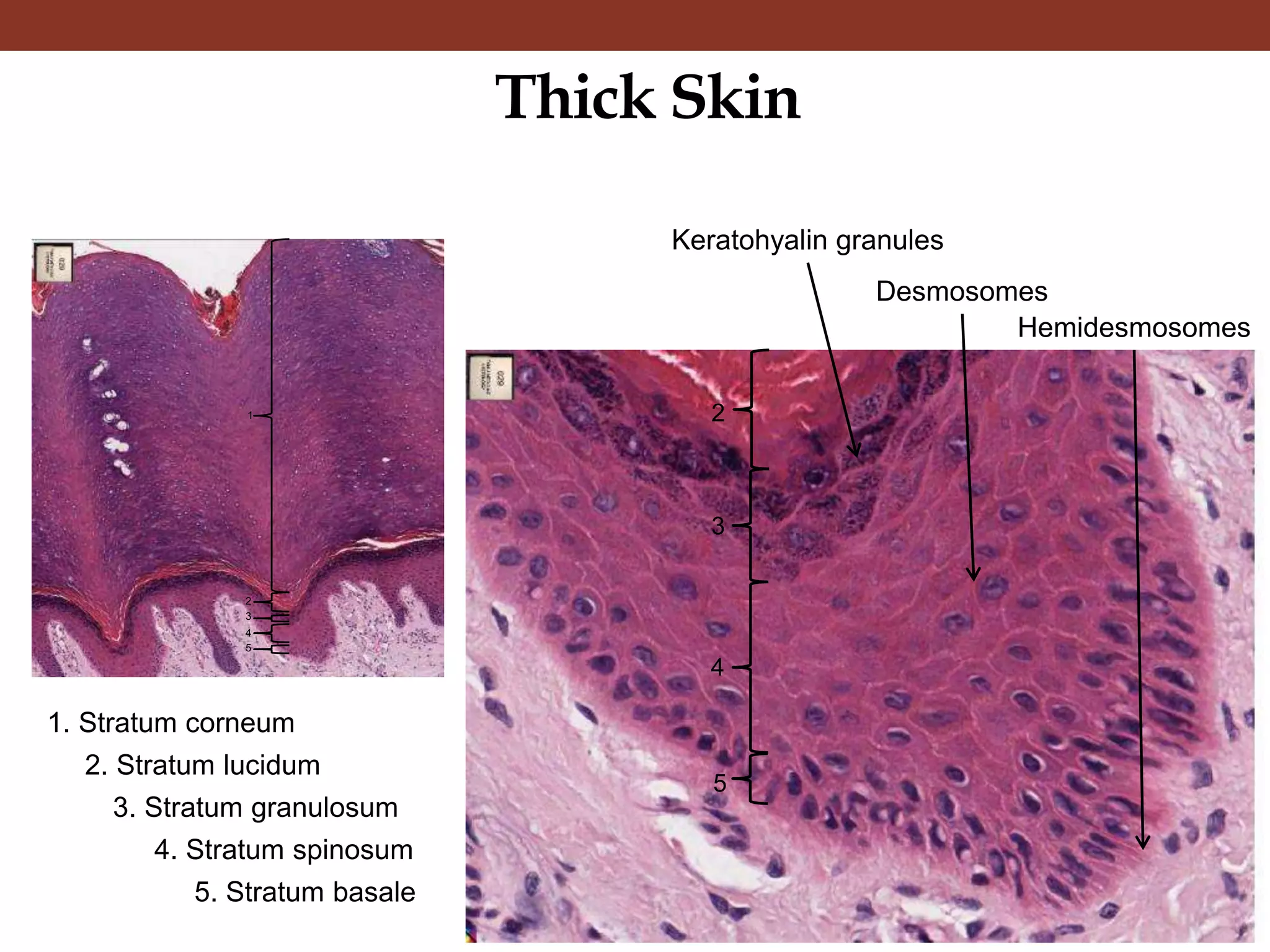 Histology of the Integument | PPTX
