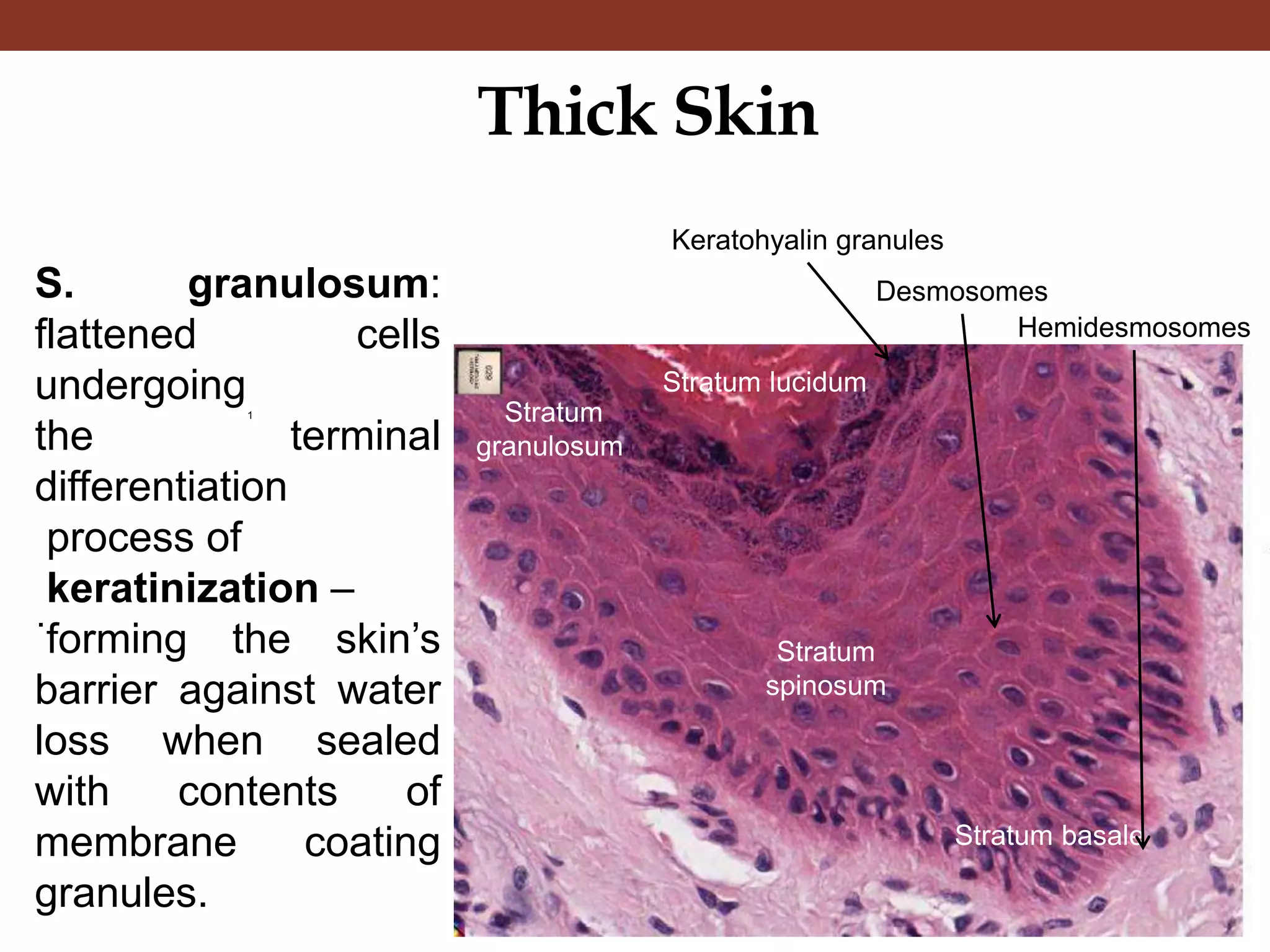 Histology of the Integument | PPTX
