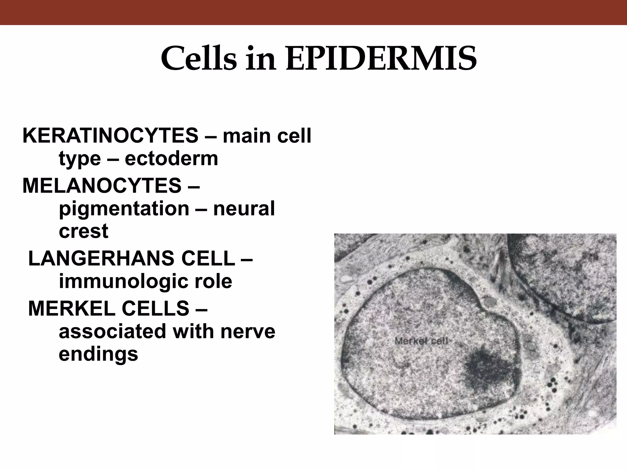 Histology of the Integument | PPTX