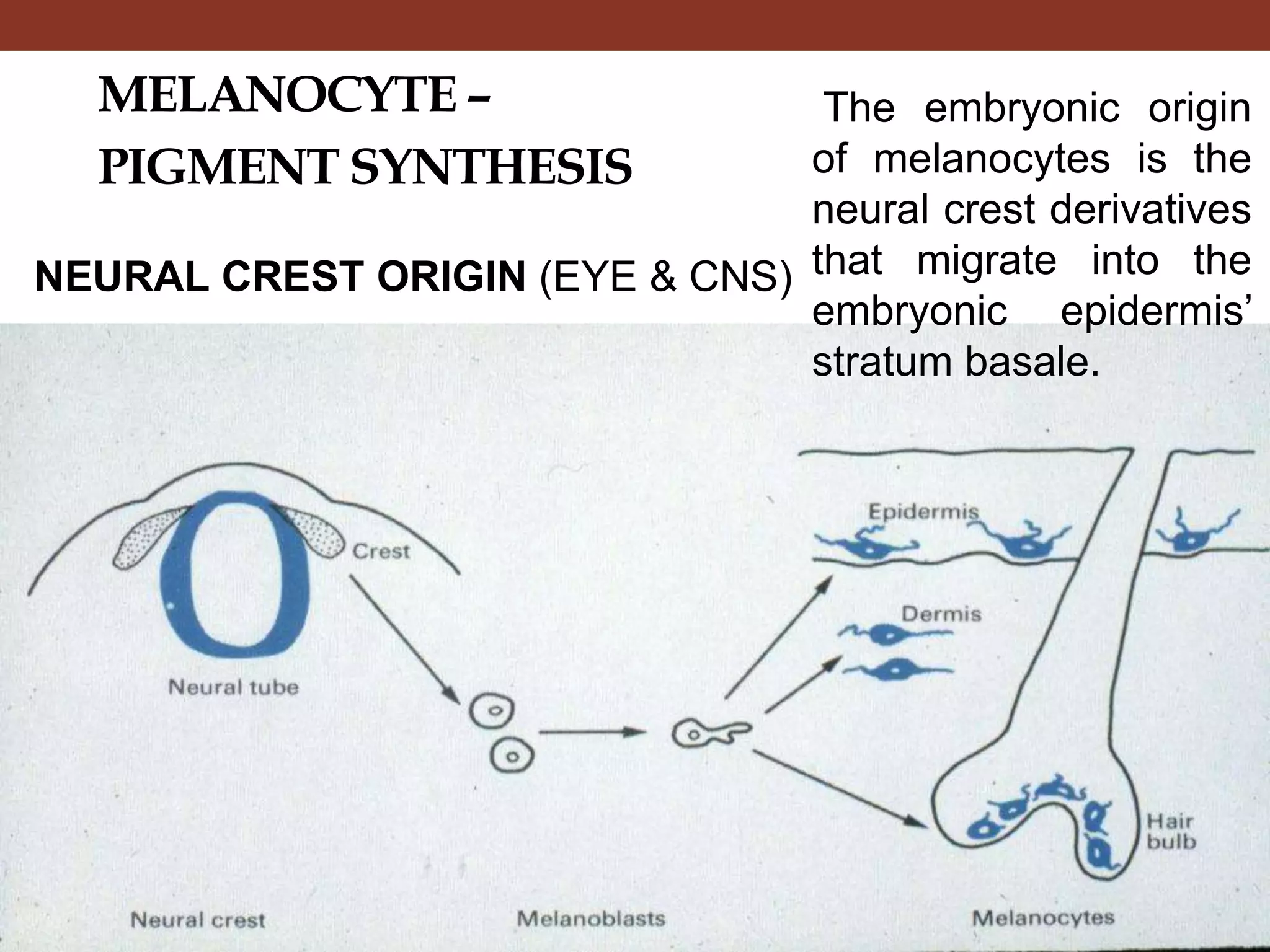 Histology of the Integument | PPTX