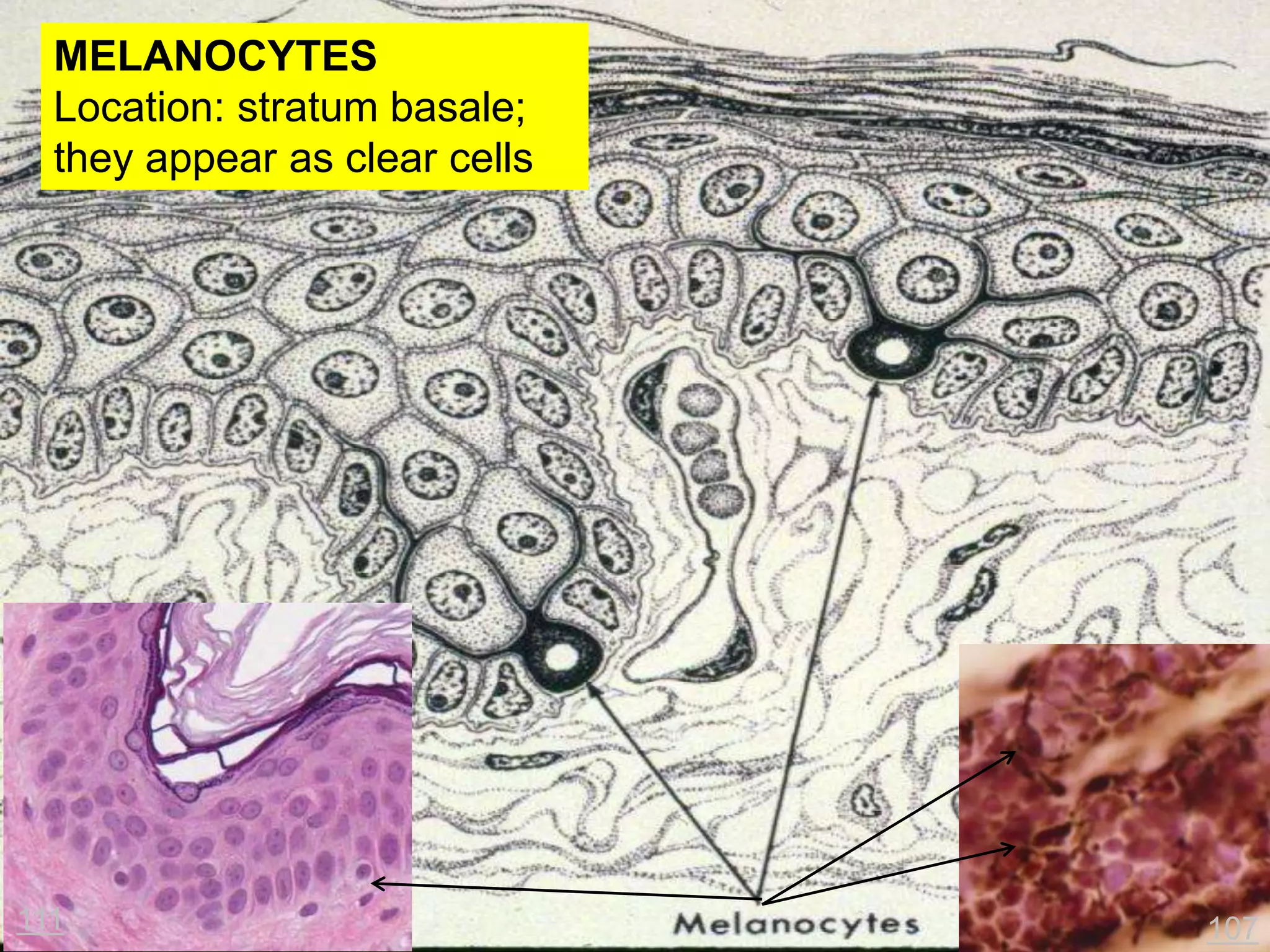 Histology of the Integument | PPTX
