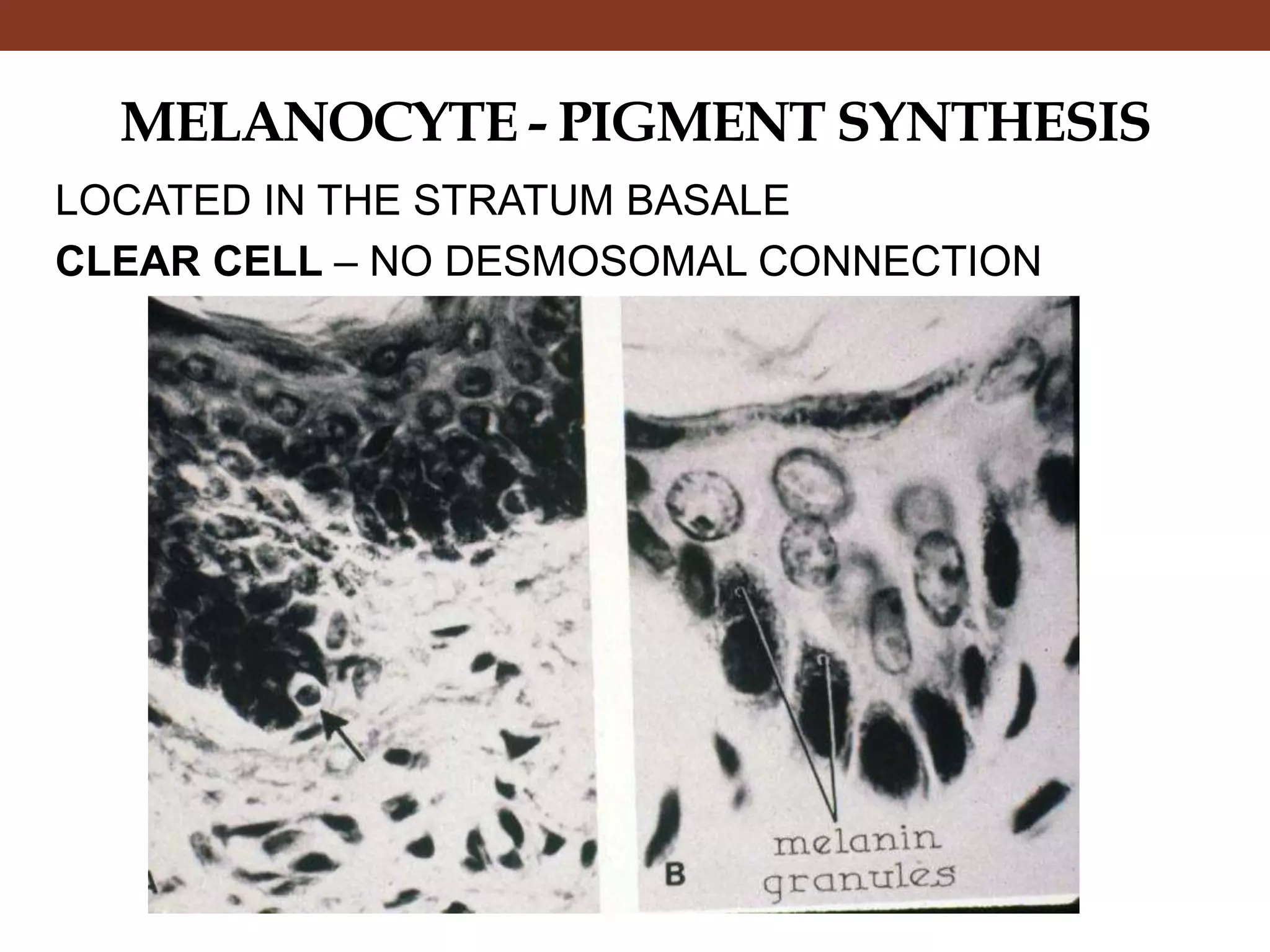 Histology of the Integument | PPTX
