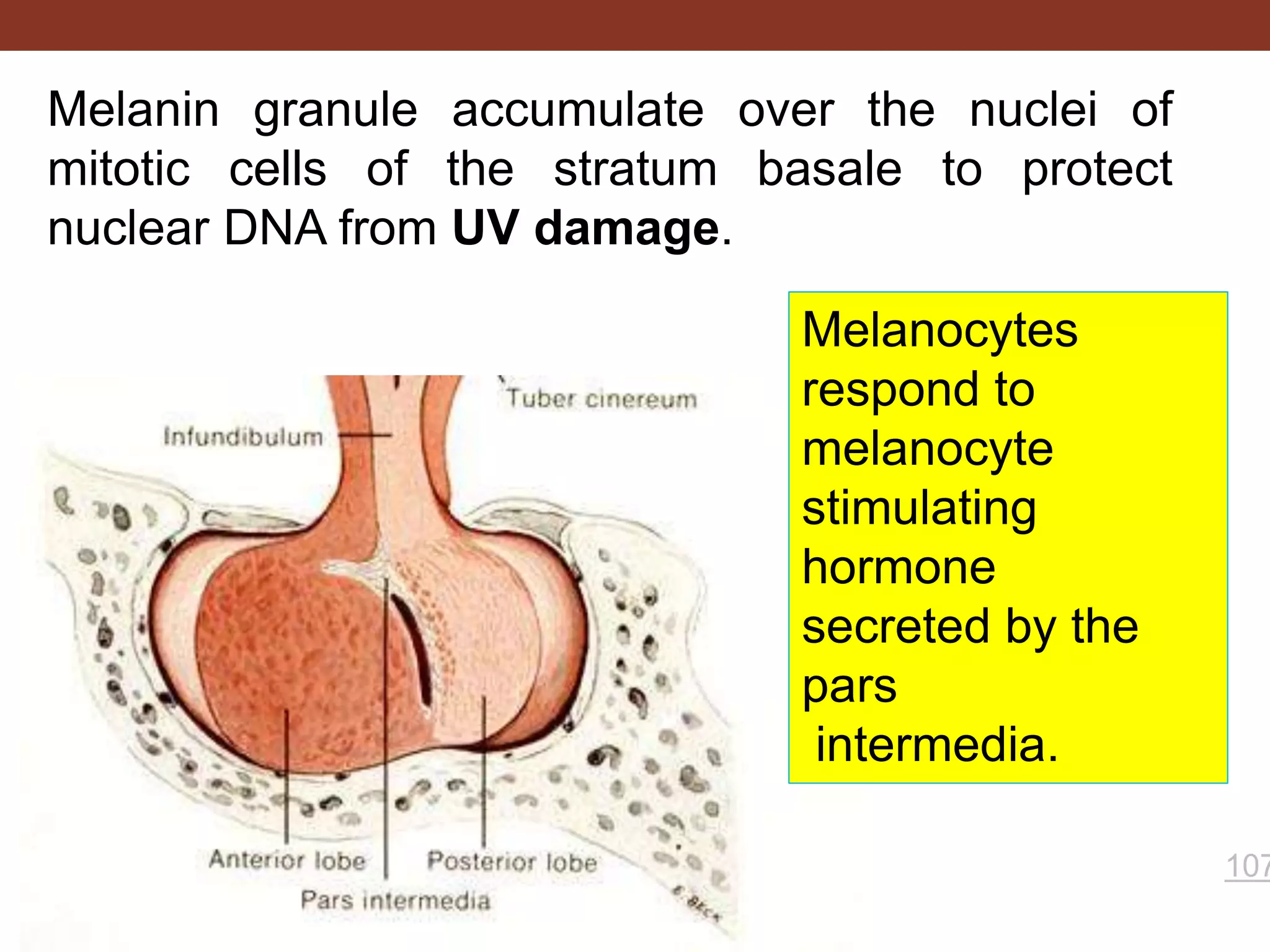 Histology of the Integument | PPTX