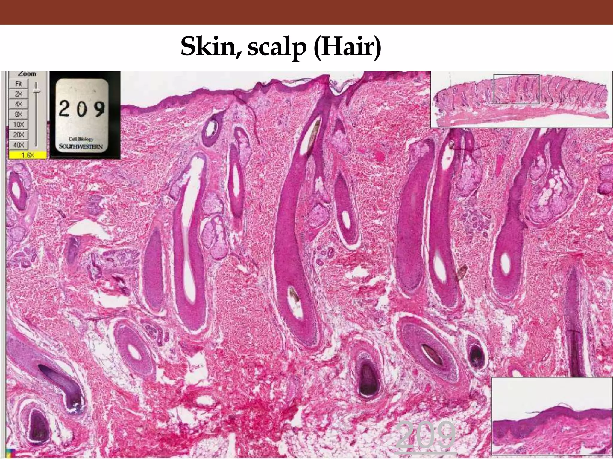 Histology of the Integument | PPTX