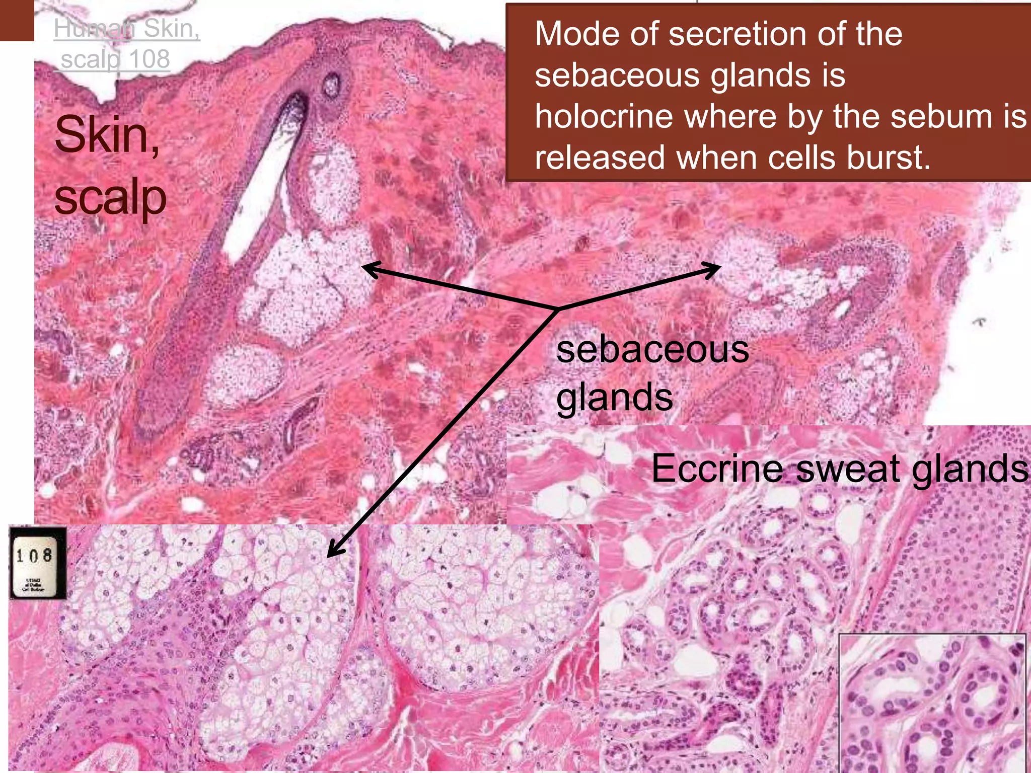Histology of the Integument | PPTX