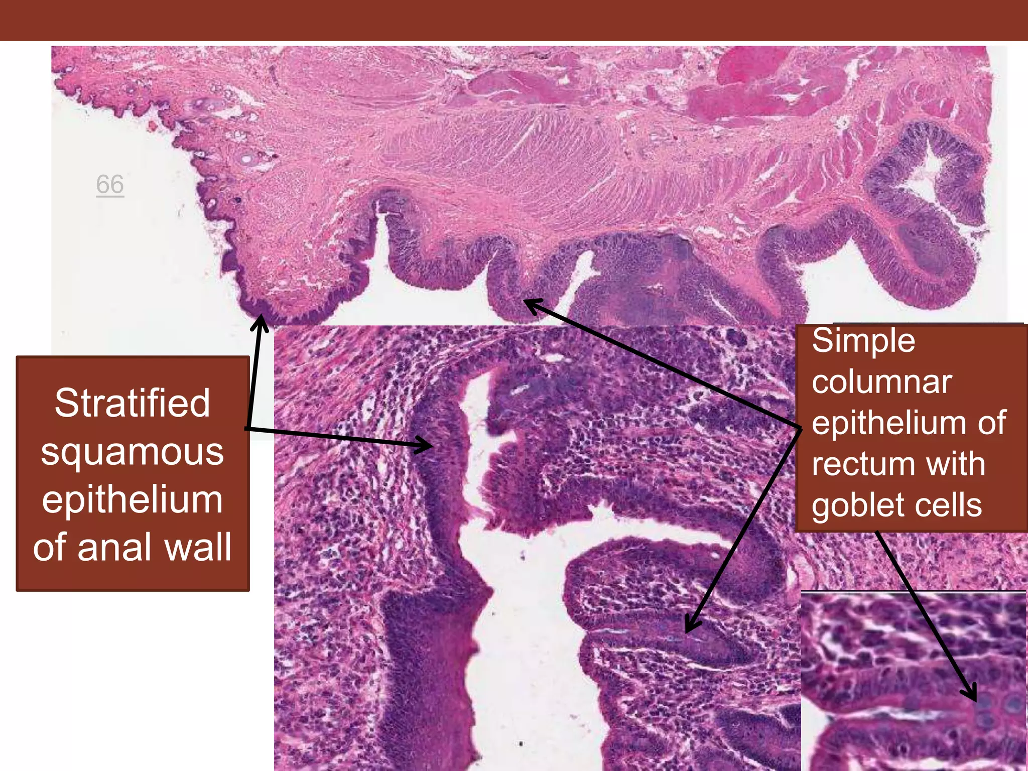 Histology of the Integument | PPTX