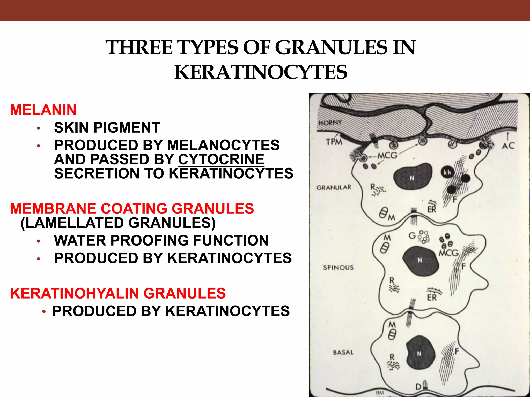 Histology of the Integument | PPTX